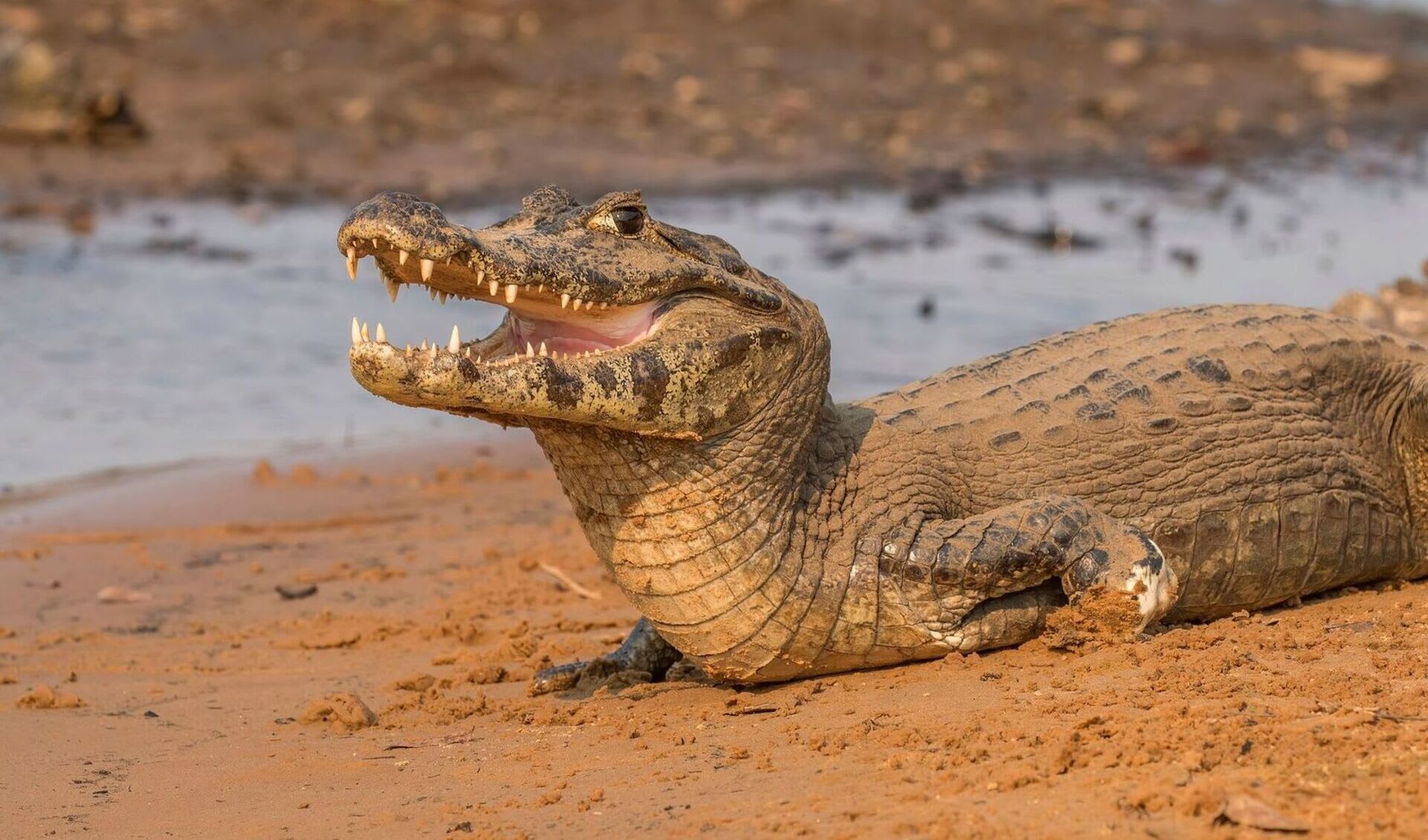 Yacare caiman facts, distribution & population | BioDB